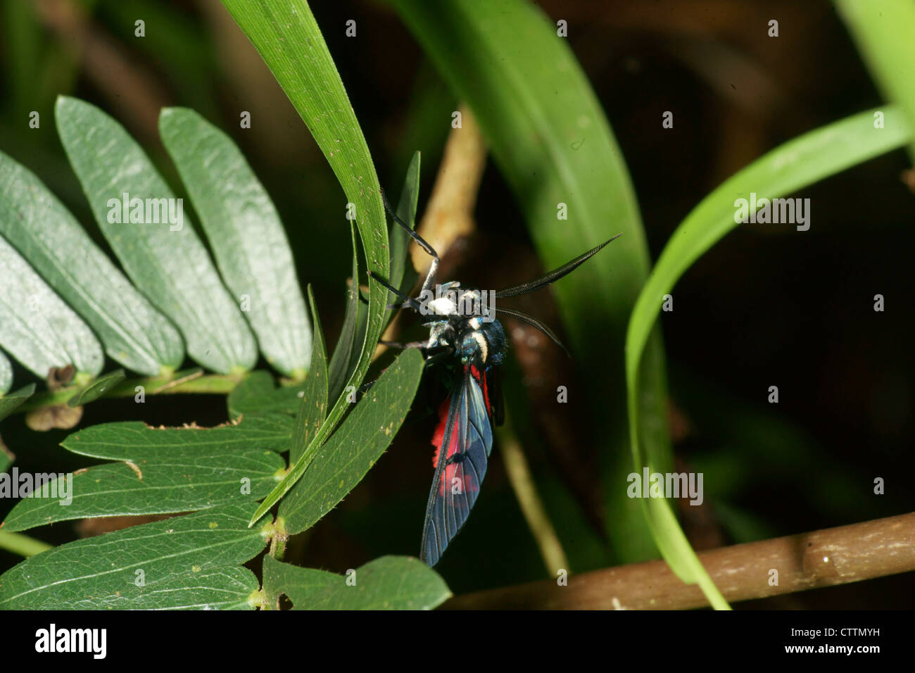 Cosmosoma Wasp Moth on leaf Stock Photo - Alamy