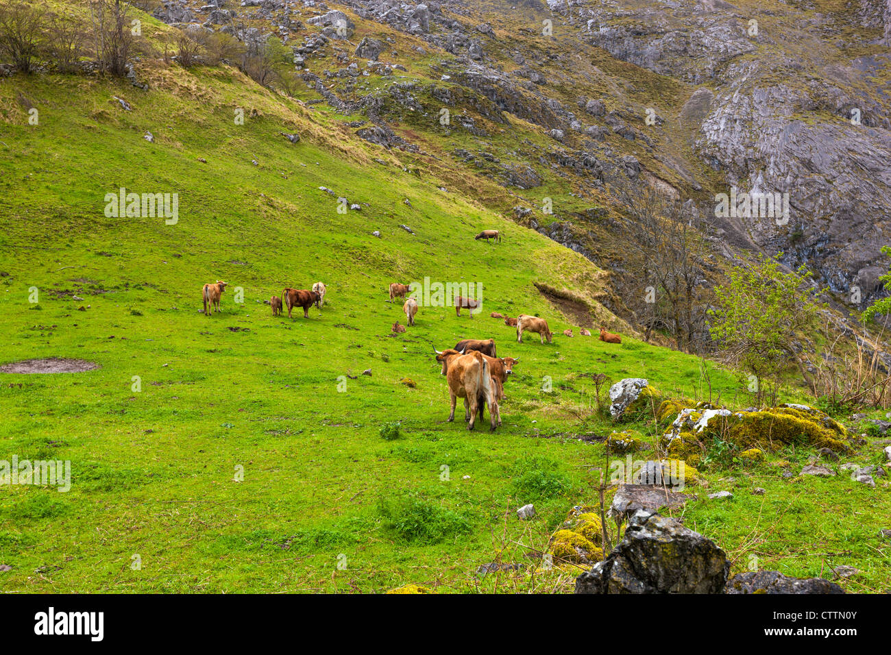 Cow cows hi-res stock photography and images - Alamy