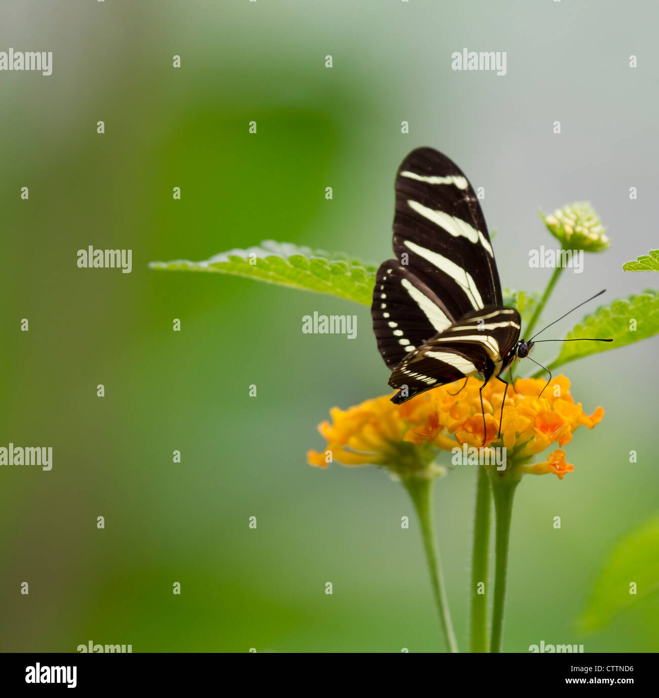 Zebra Longwing Butterfly (Heliconius charitonius Stock Photo - Alamy