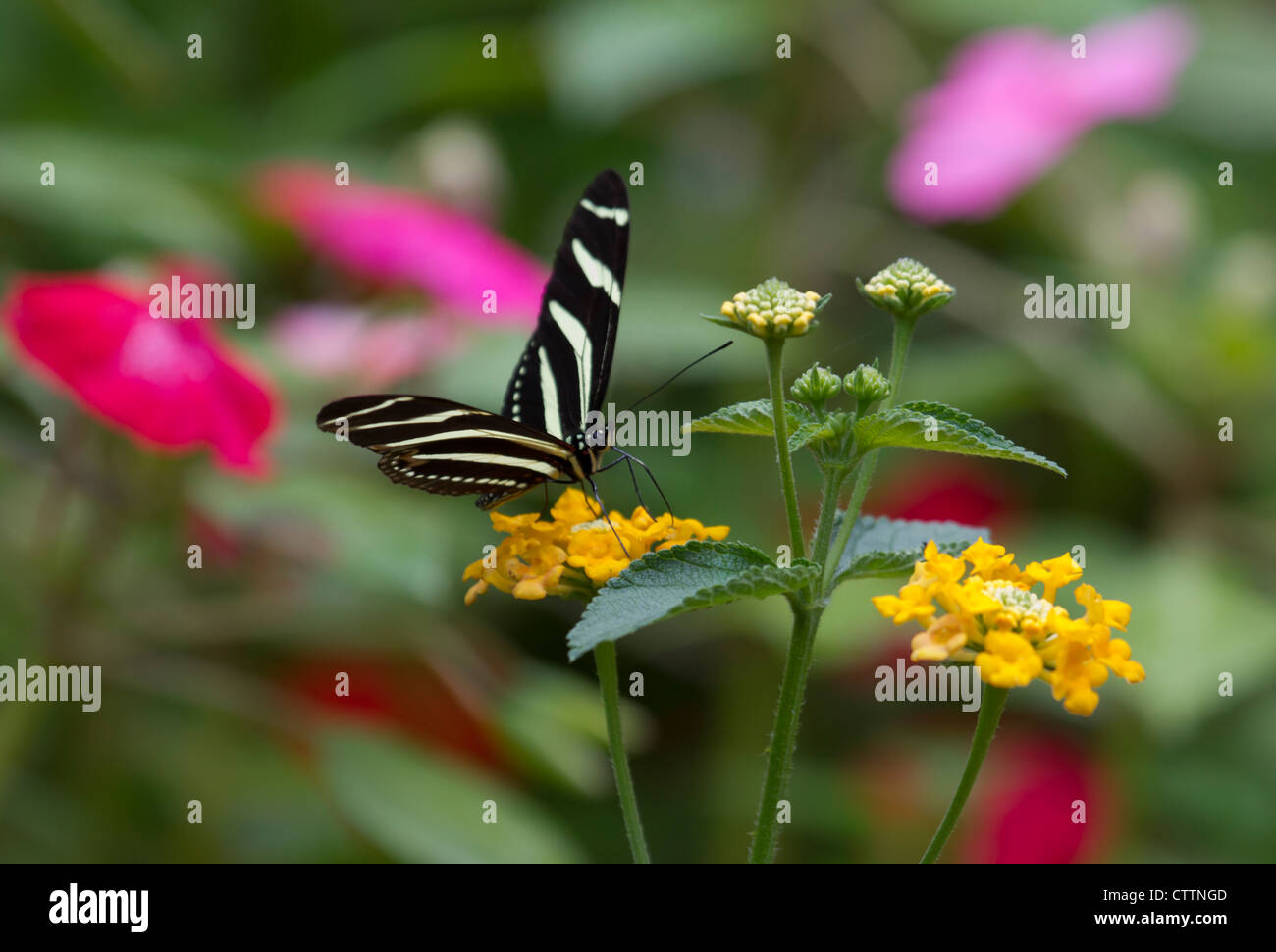 Zebra Longwing Butterfly (Heliconius charitonius Stock Photo - Alamy