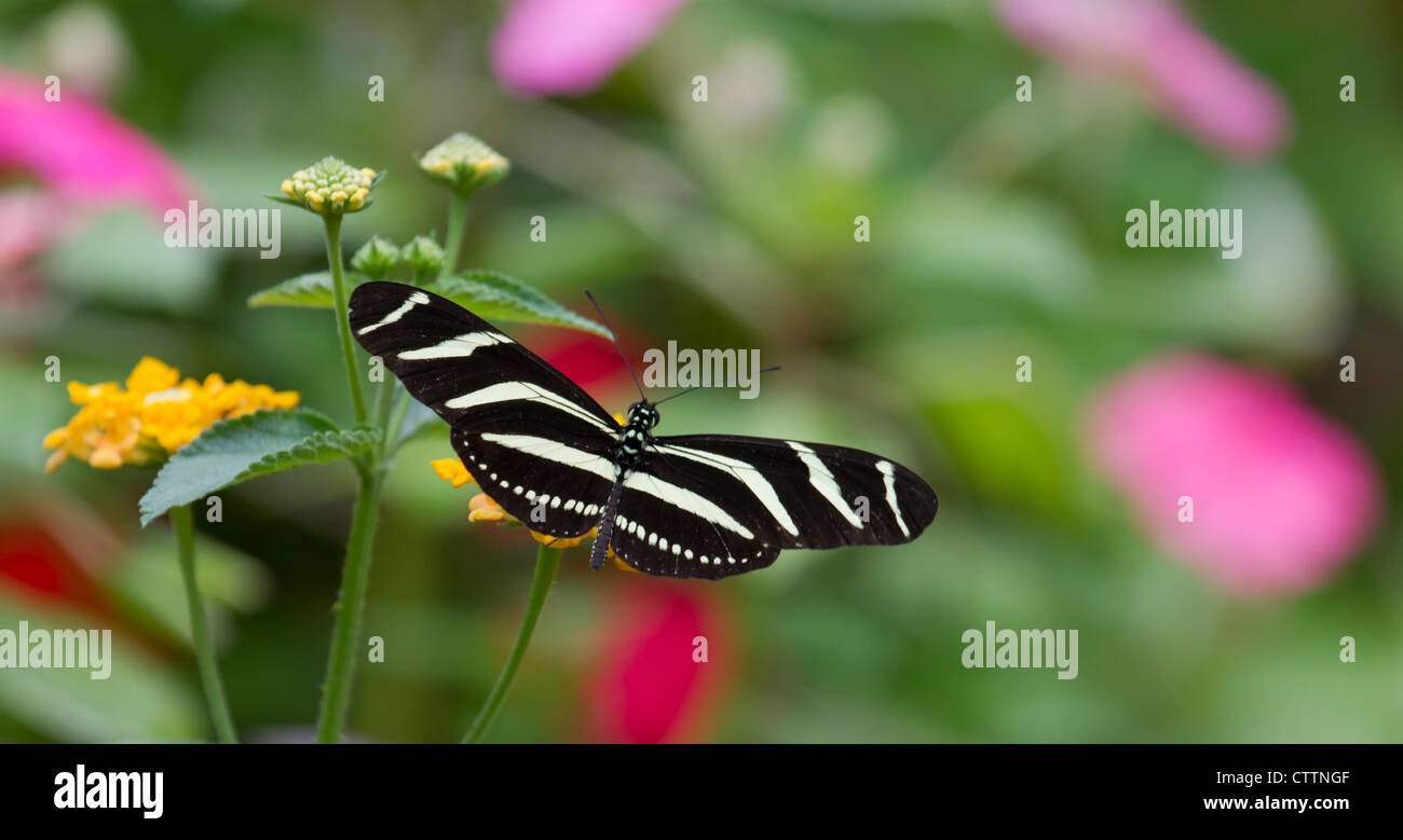 Zebra Longwing Butterfly (Heliconius charitonius Stock Photo - Alamy