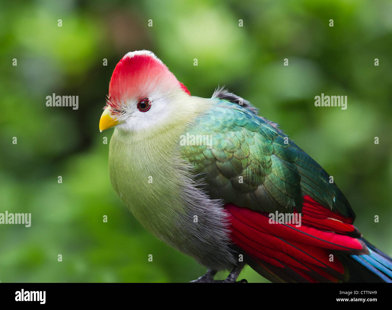 Red crested turaco (Tauraco erithrolophus Stock Photo - Alamy
