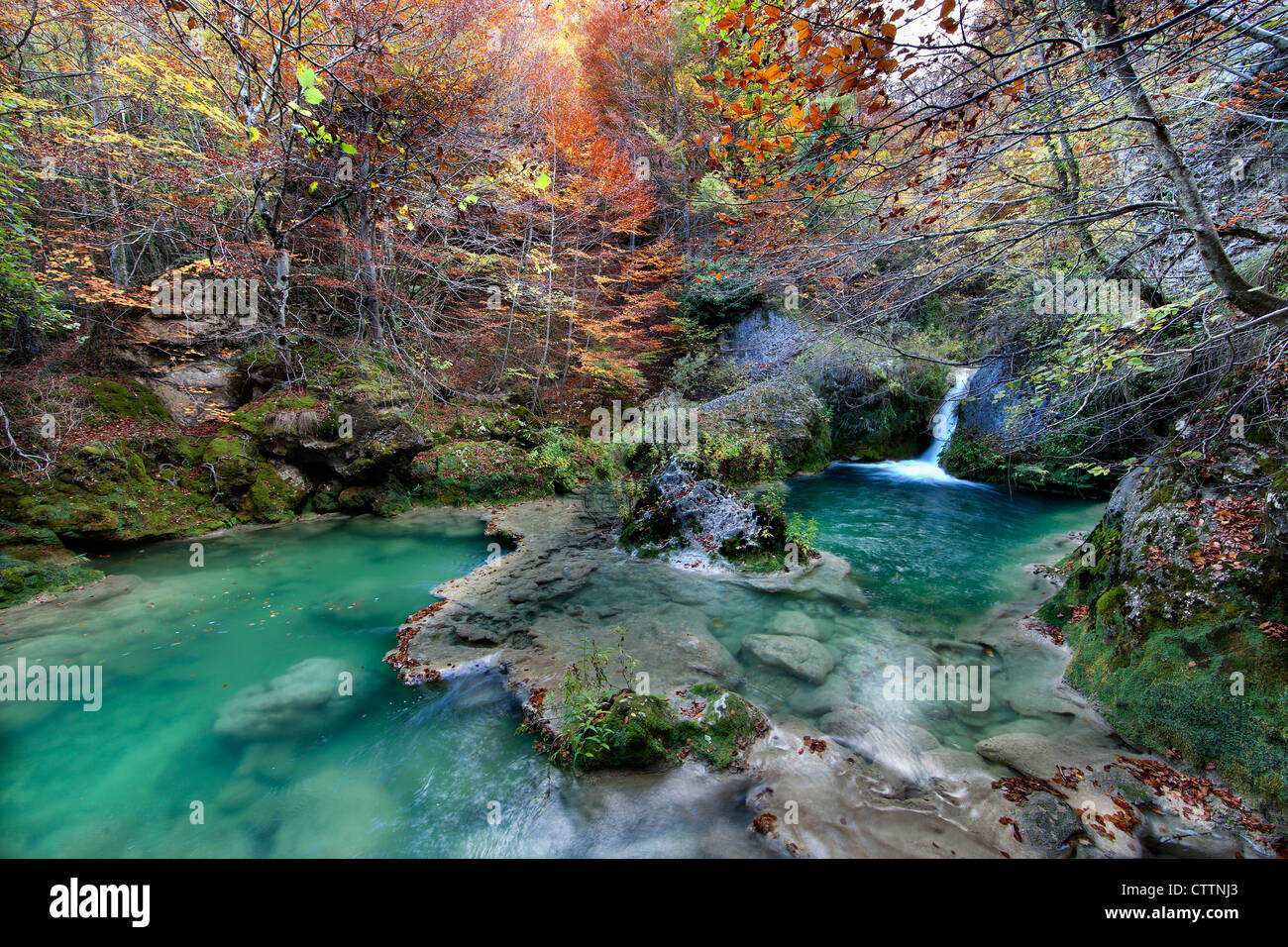 European beech forest in autumn (northern Spain Stock Photo - Alamy
