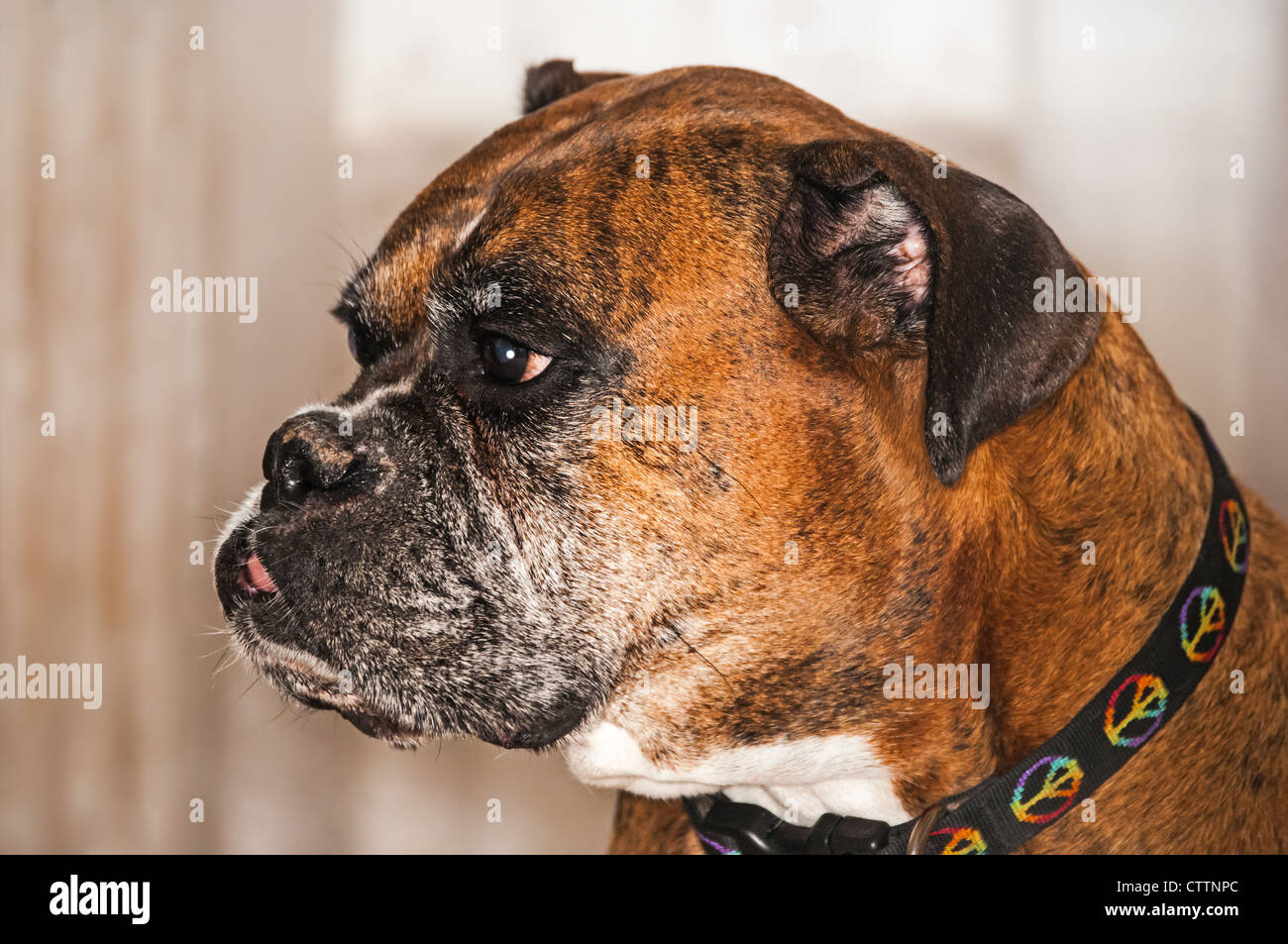 Purebred boxer dog hi-res stock photography and images - Alamy