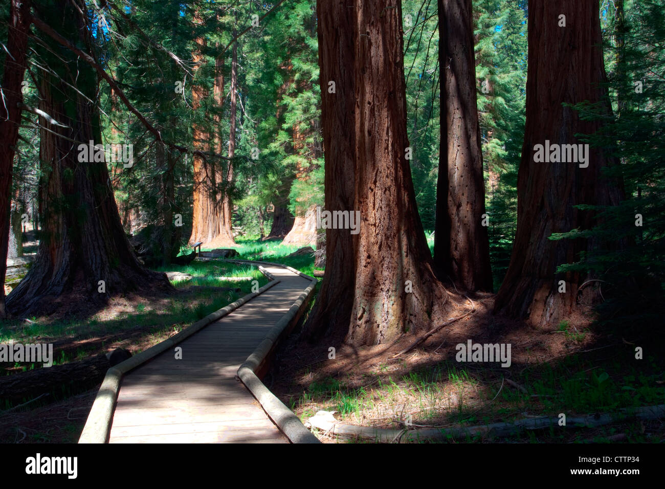 Round big trees trail hi-res stock photography and images - Alamy