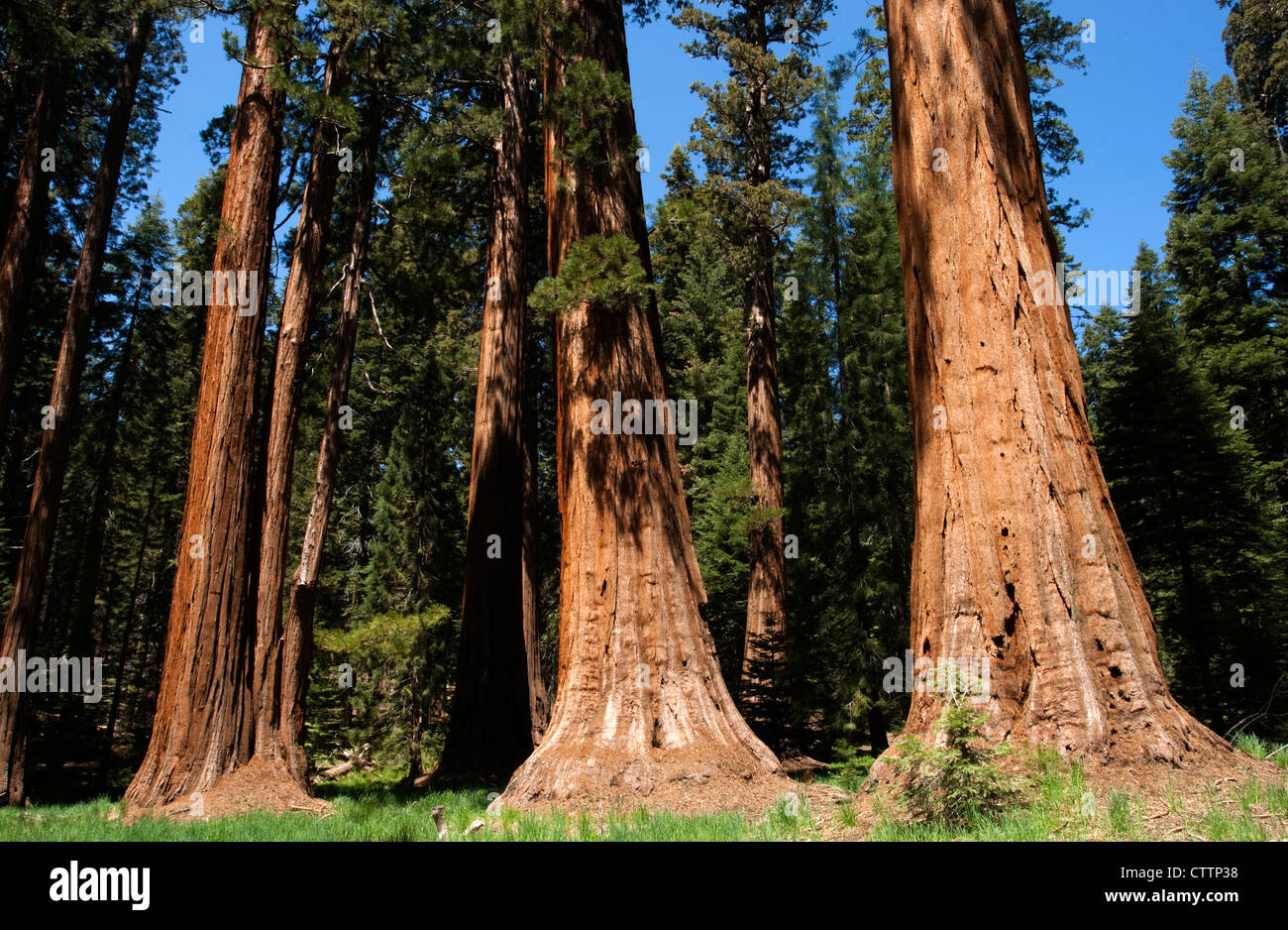 Big trees trail hi-res stock photography and images - Alamy