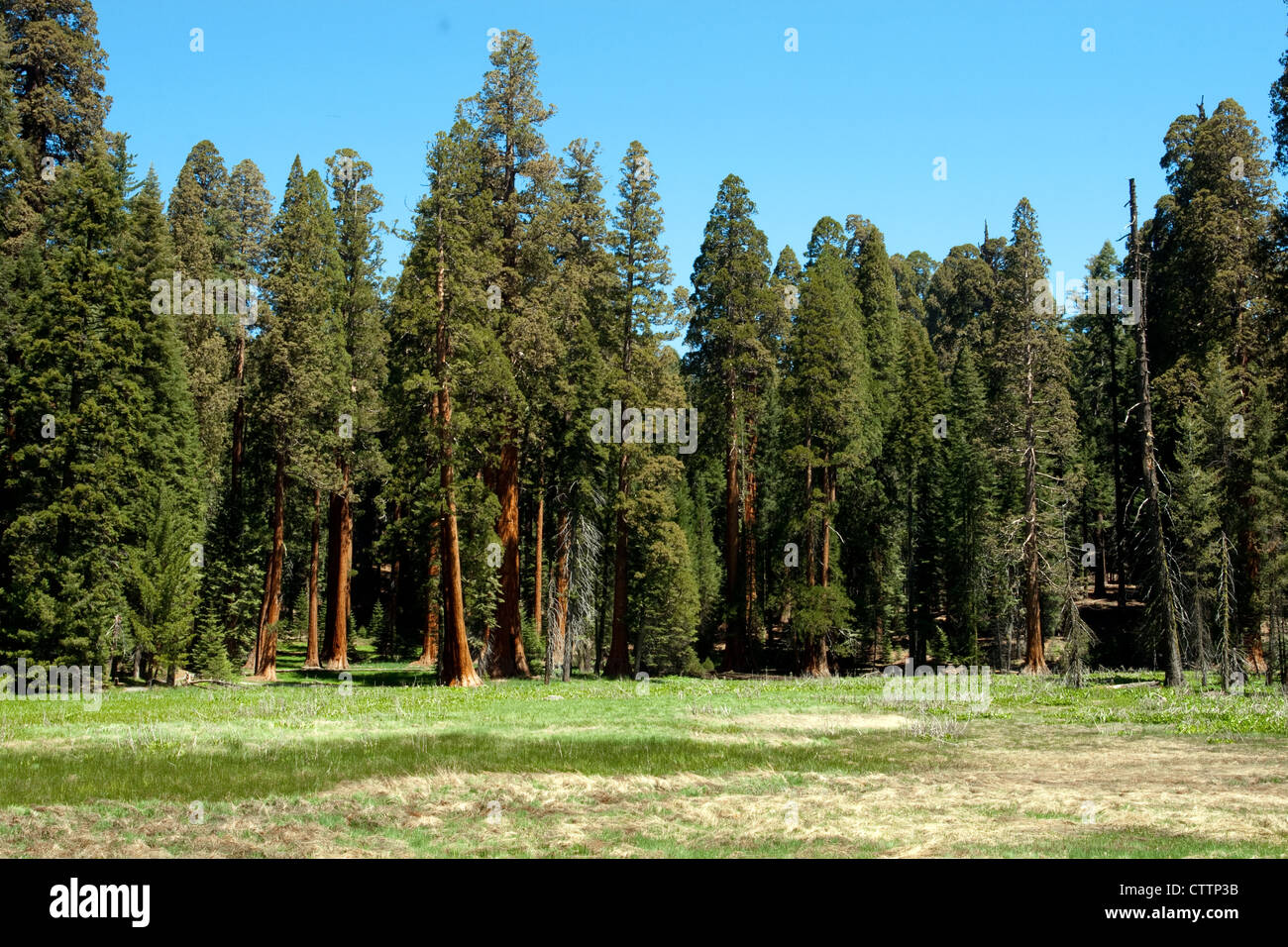 Giant forest big trees hi-res stock photography and images - Alamy