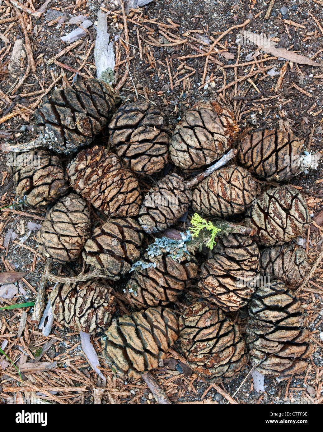Giant sequoia cones hi-res stock photography and images - Alamy