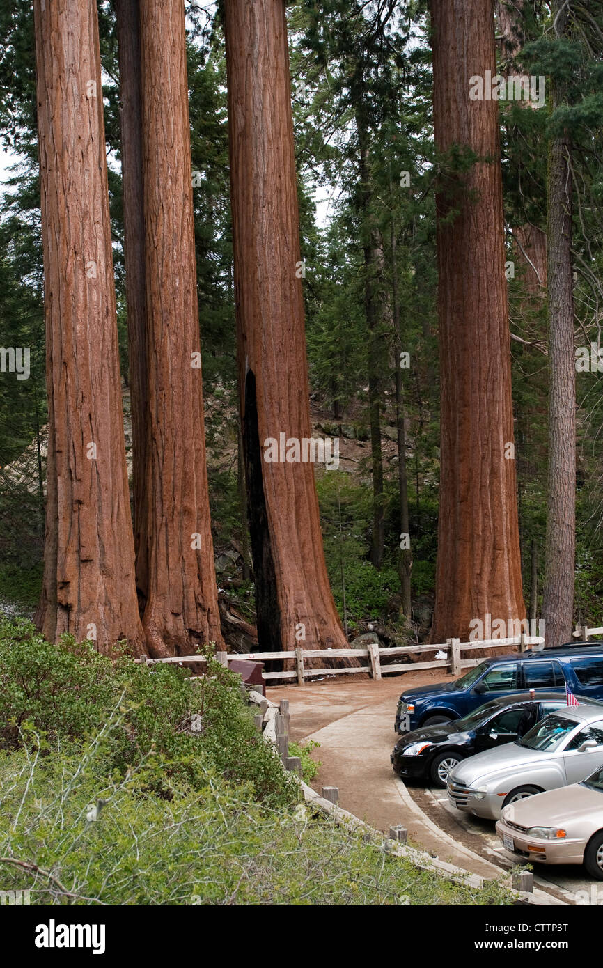 General Grant Tree parking lot Stock Photo - Alamy General Grant Tree parking lot Stock Photo - Alamy