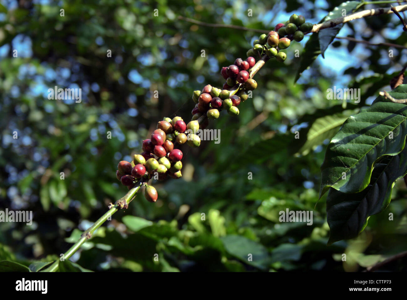 Cluster of coffee hi-res stock photography and images - Alamy