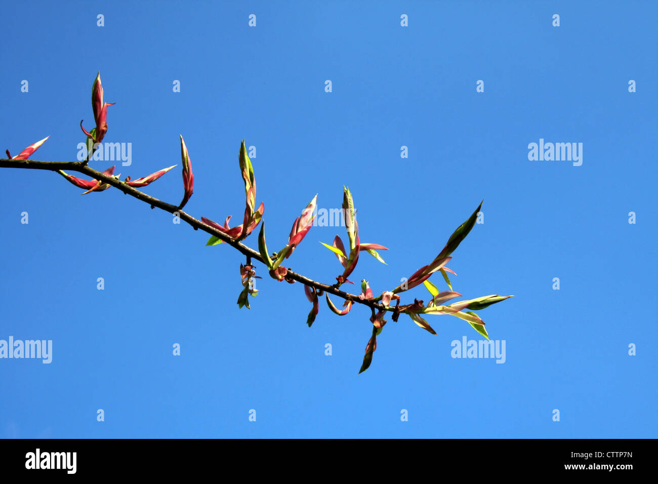 Opposite buds hi-res stock photography and images - Alamy