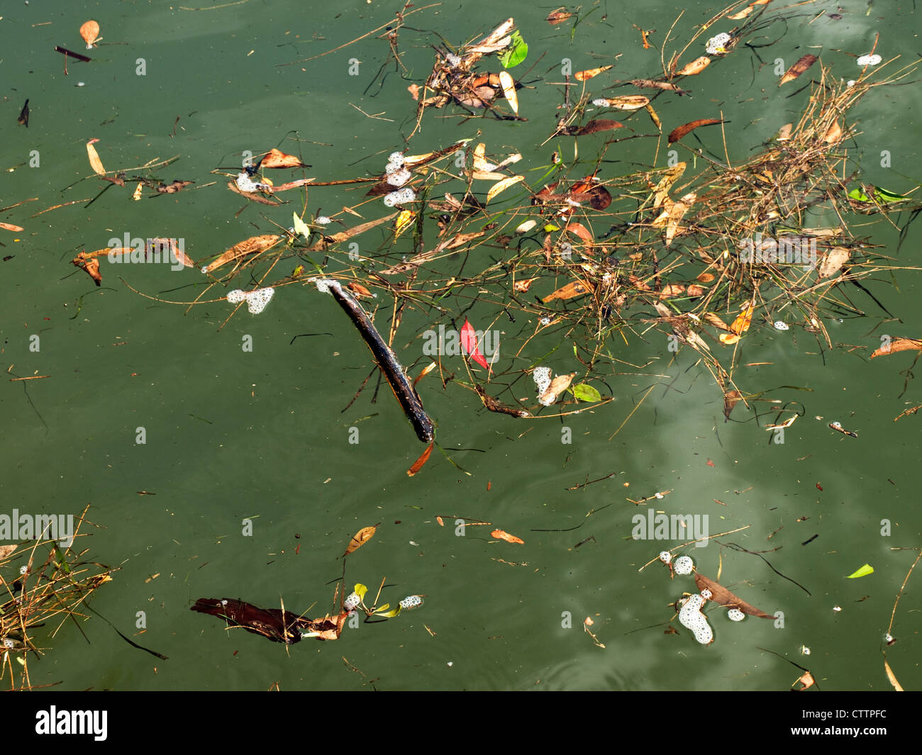Rubbish floating in a lake Stock Photo - Alamy