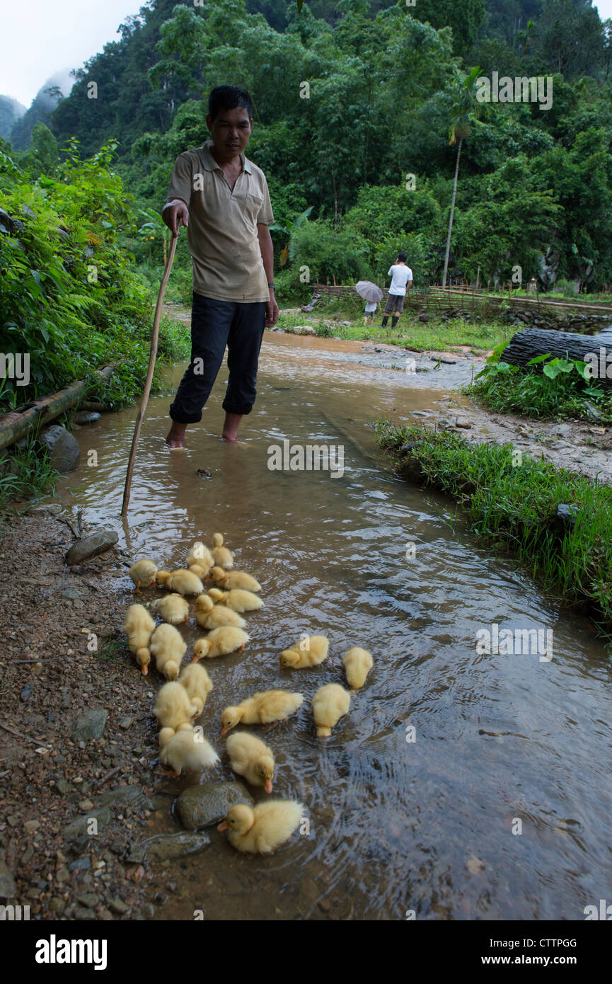 Duck Farming High Resolution Stock Photography and Images - Alamy