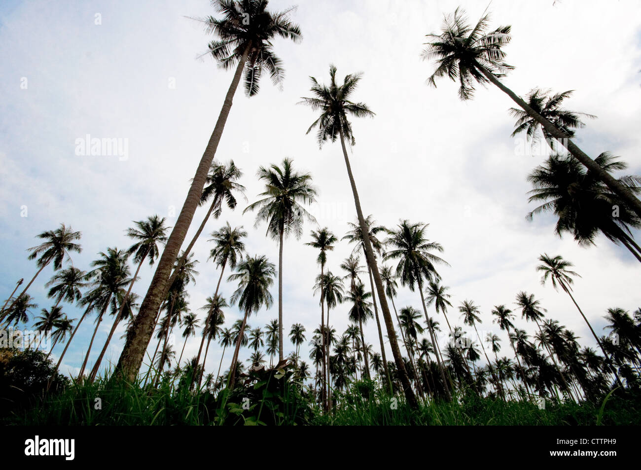 the landscape of coconut farm Stock Photo - Alamy