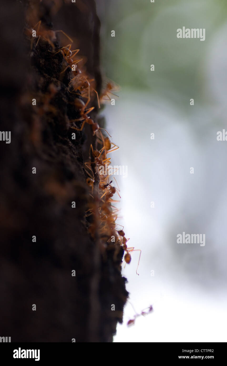 Ants on the tree hi-res stock photography and images - Alamy