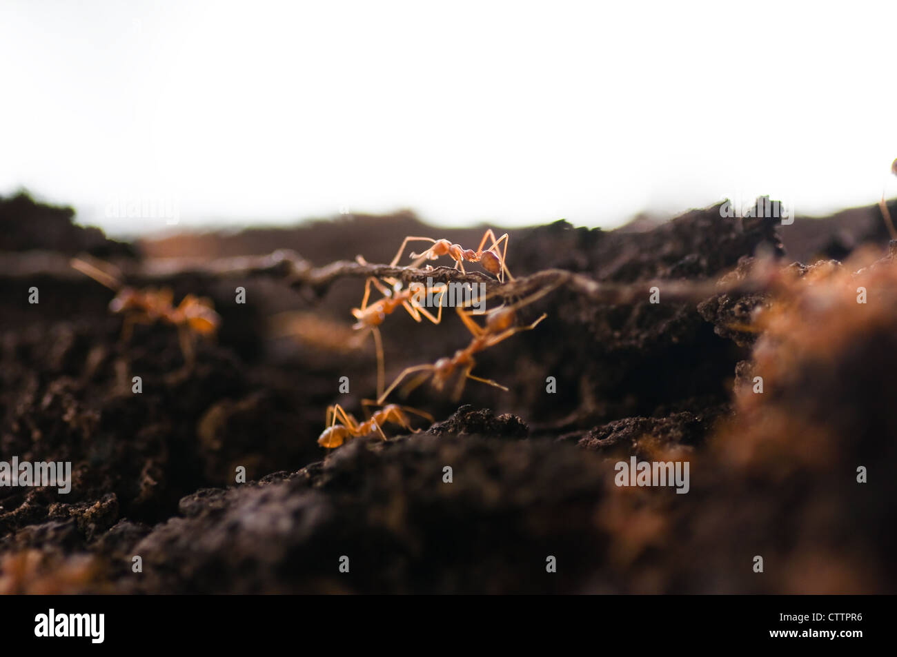 red ants on the tree Stock Photo - Alamy