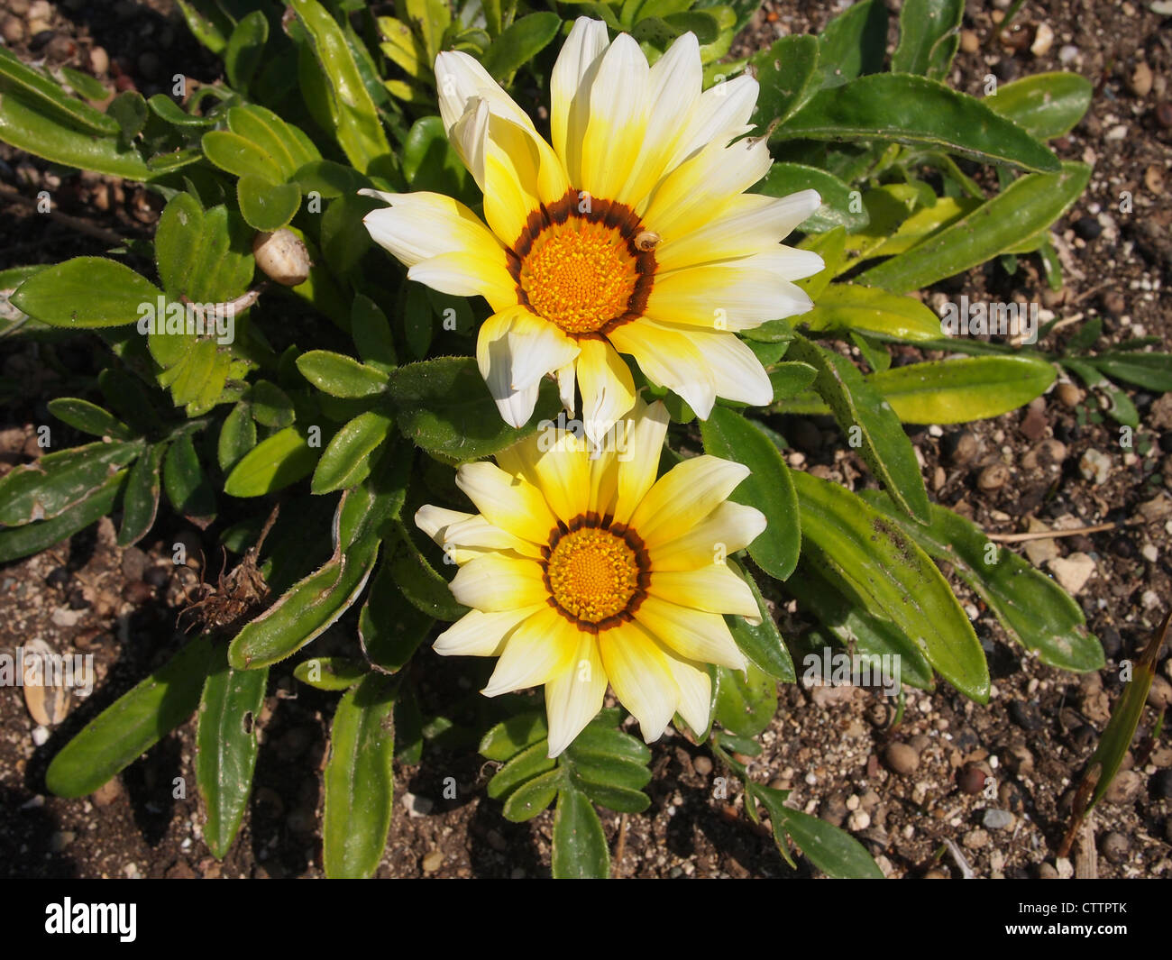 A couple of daisies Stock Photo - Alamy