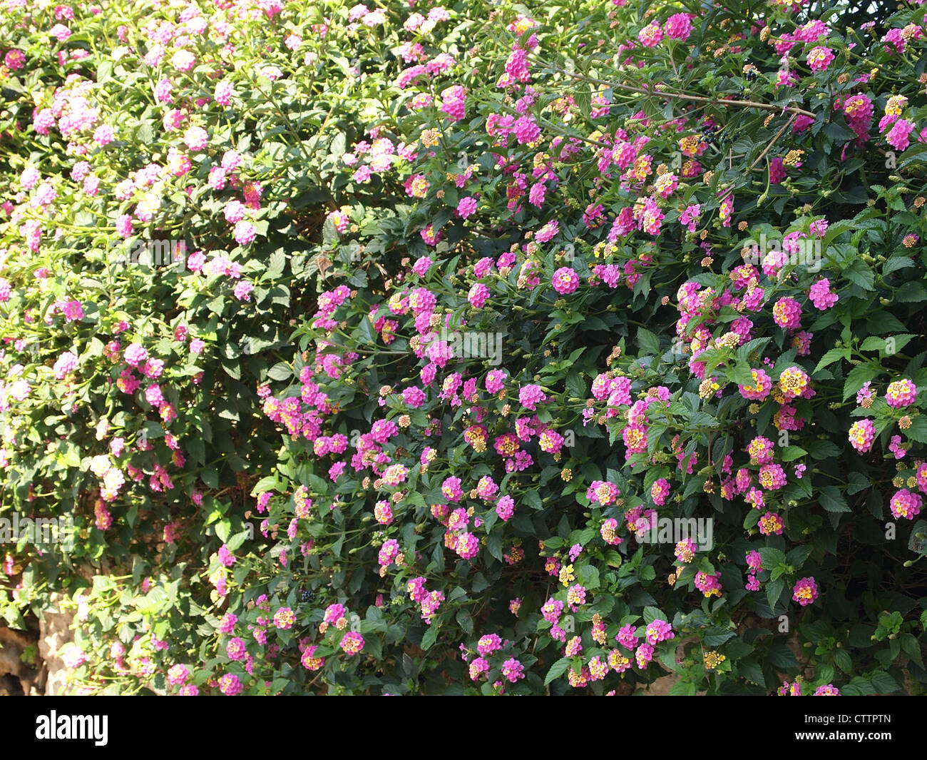 A bush with lots of flowers Stock Photo - Alamy