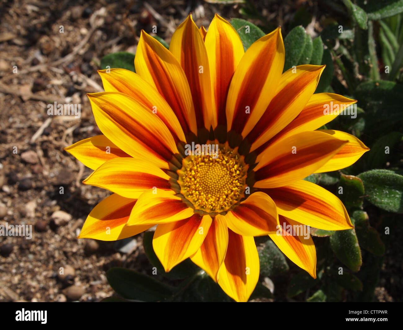 A yellow and orange daisy Stock Photo - Alamy