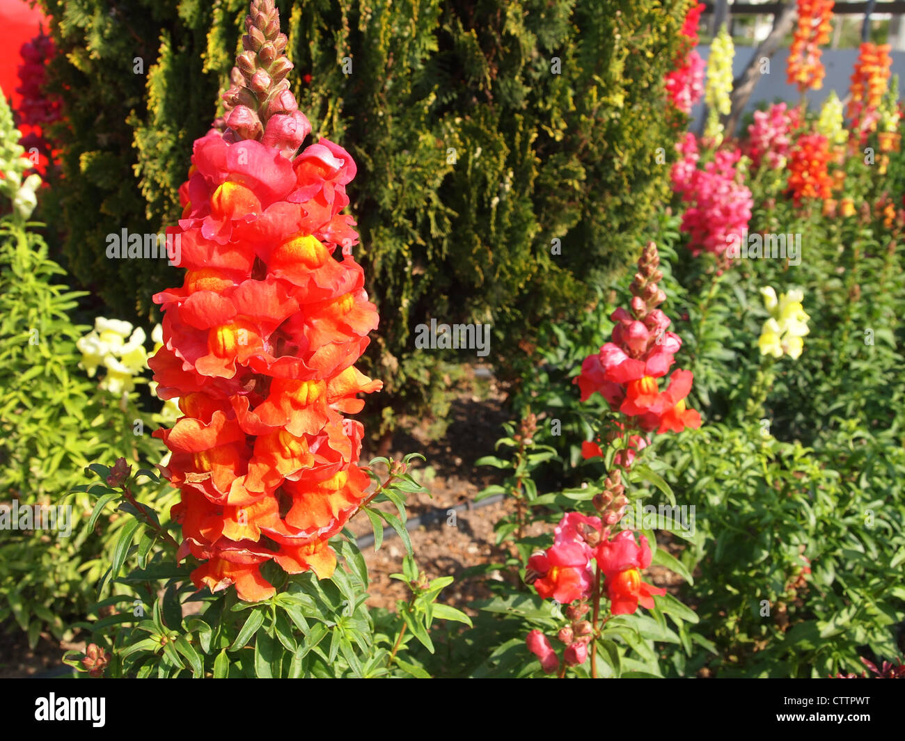 Flowers in a park Stock Photo - Alamy