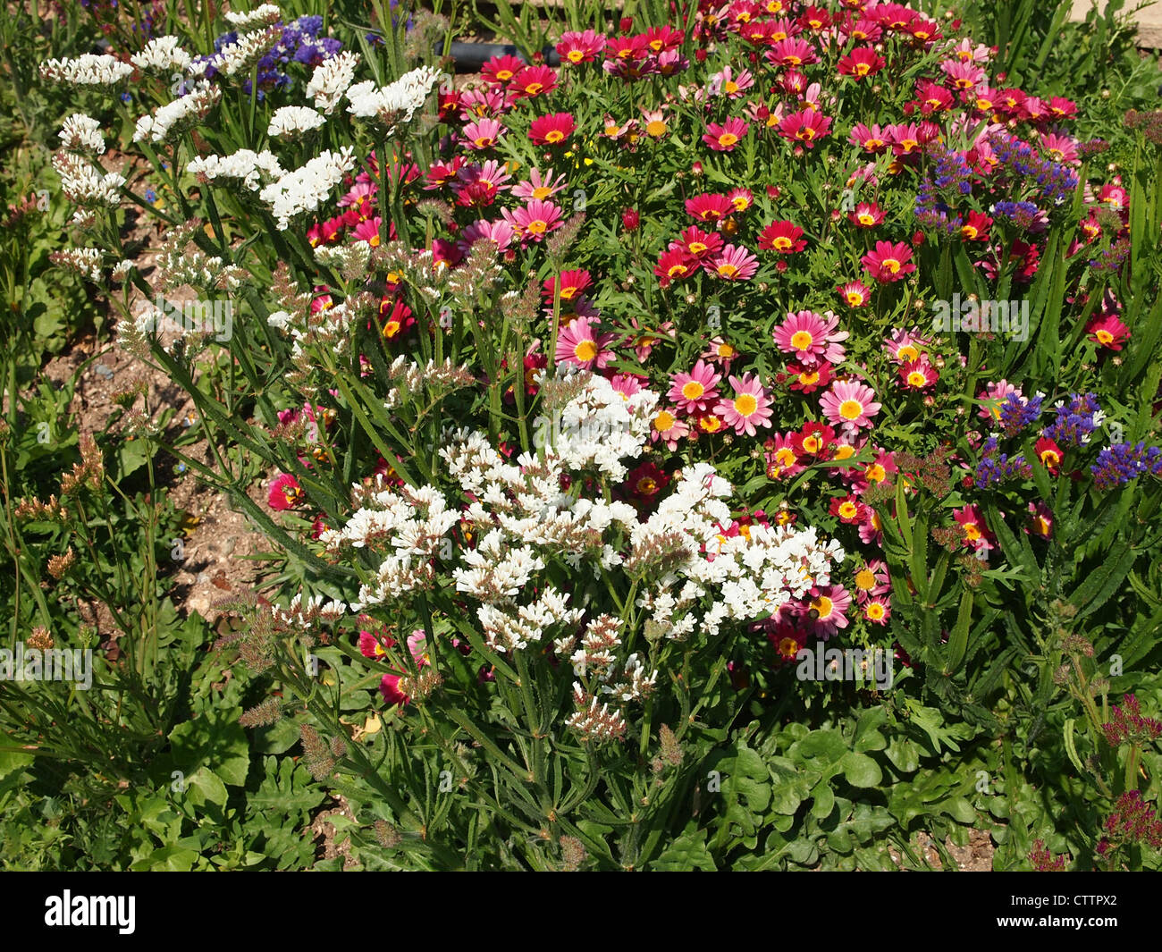 A garden, lots of small flowers Stock Photo - Alamy