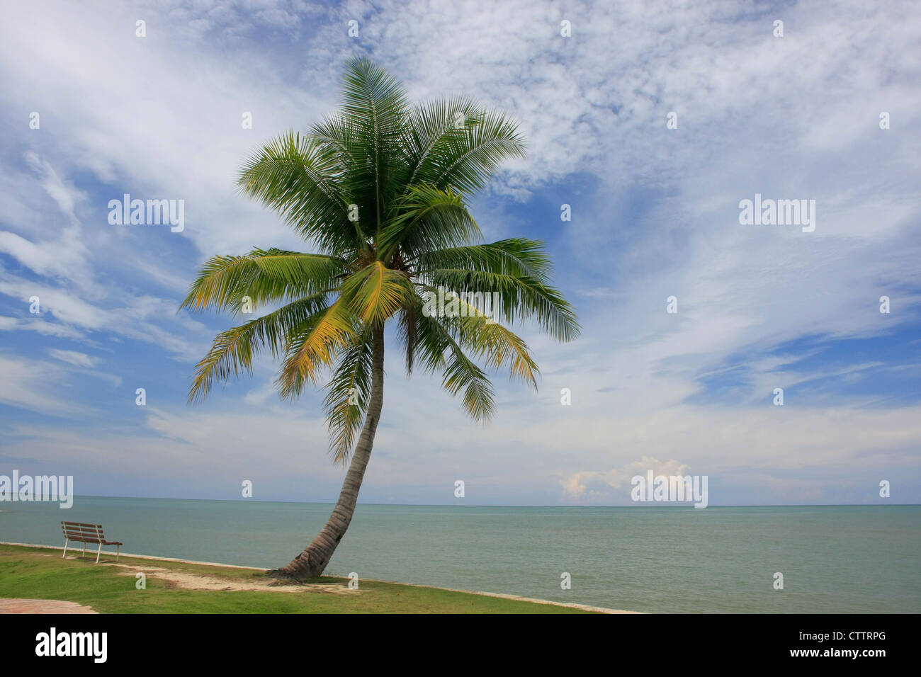 Paradise tree hi-res stock photography and images - Alamy
