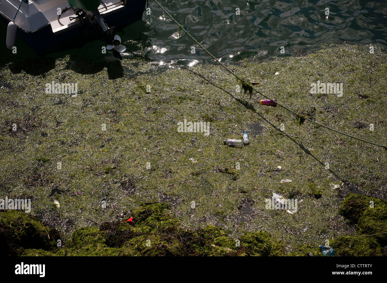 brixham seaweed and trash Stock Photo - Alamy