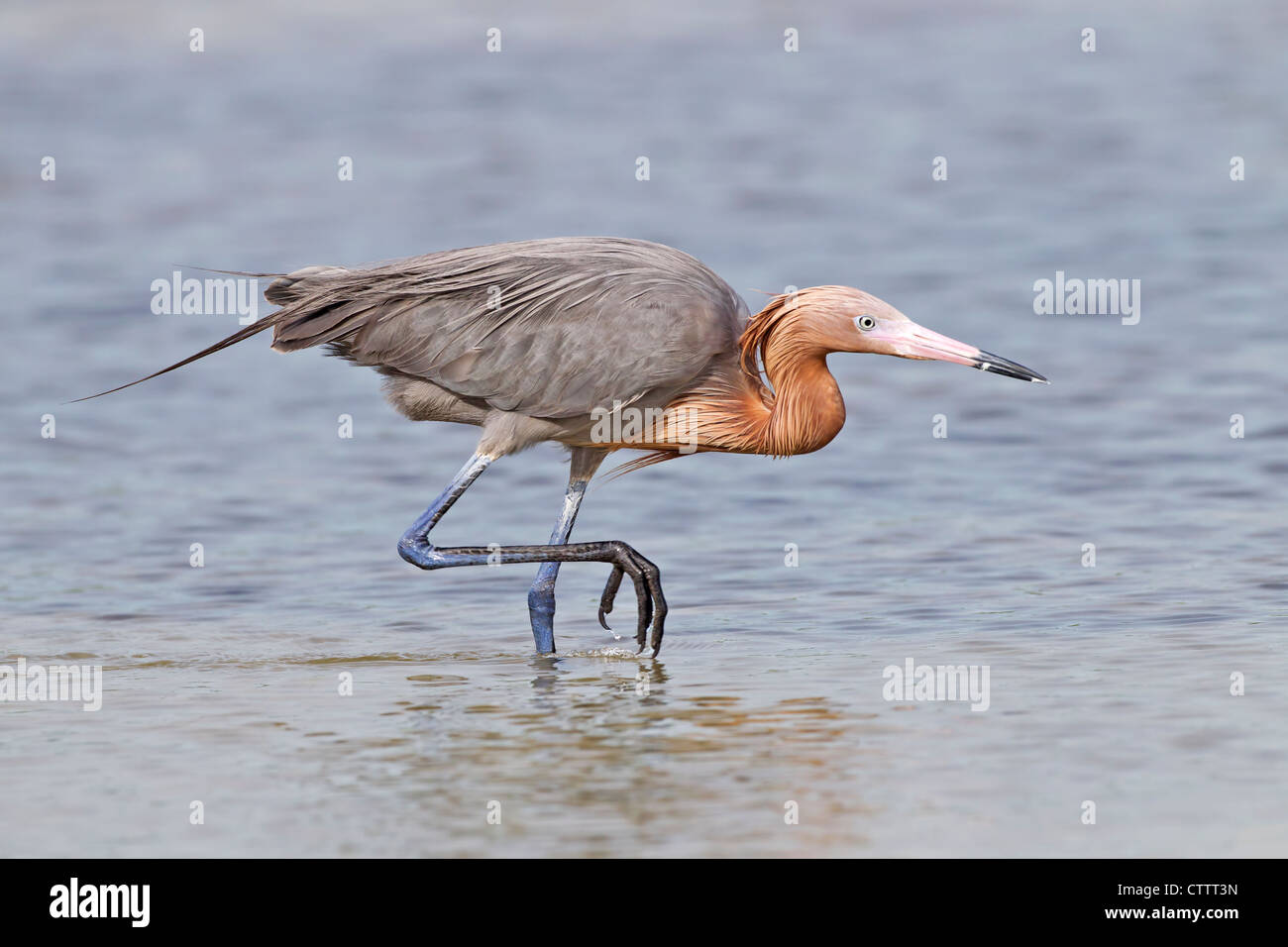 reddish egret (Egretta rufescens) single adult walking in shallow water ...
