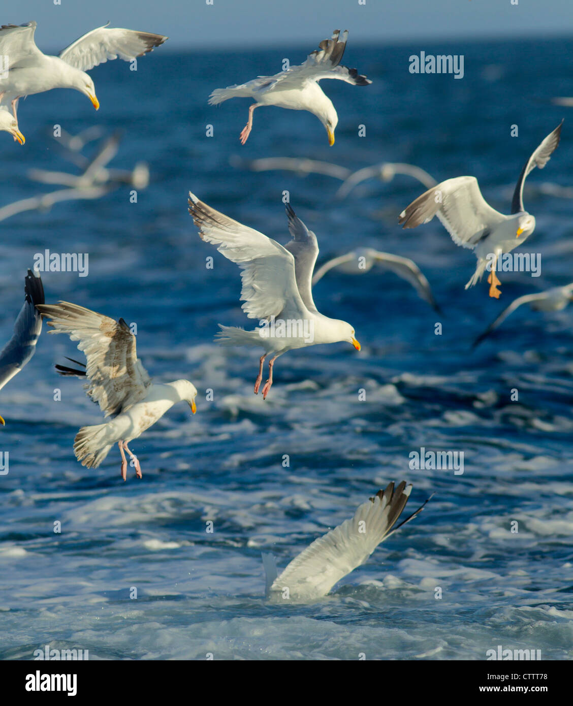 Seagull feeding frenzy at sea in Weymouth Bay following a fishing boat ...