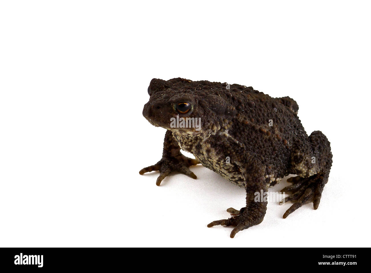 Bufo Bufo, Common toad, also known as European toad, on white ...