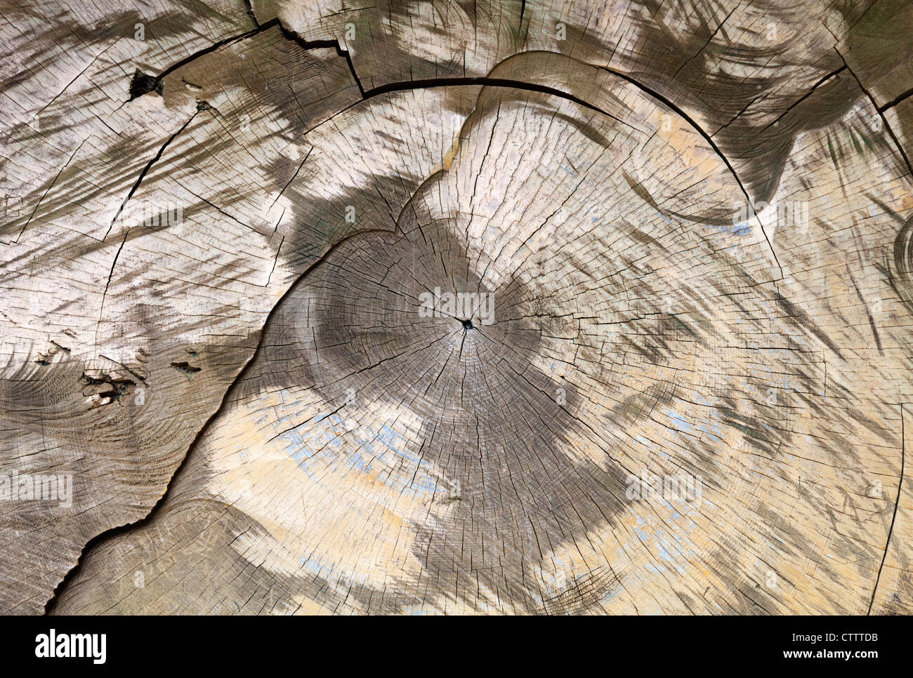 New zealand giant kauri tree giant kauri hi-res stock photography and ...