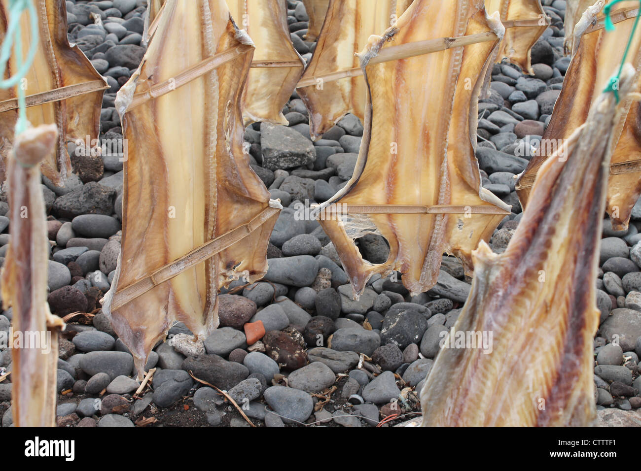 Hanging cod fish drying - Winston Churchill Bay Madeira Stock Photo - Alamy