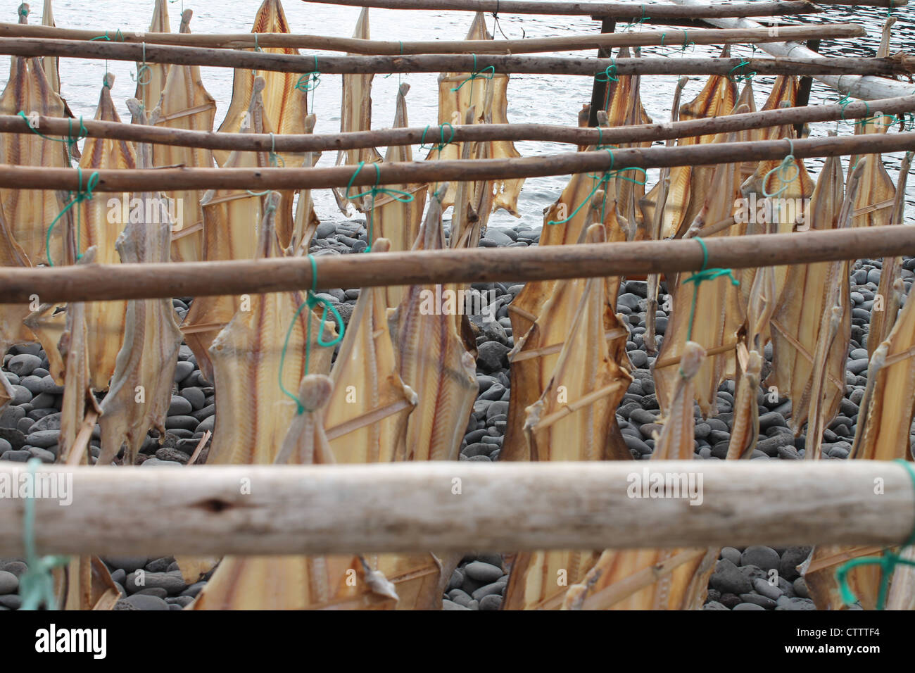 Hanging cod fish drying - Winston Churchill Bay Madeira Stock Photo - Alamy