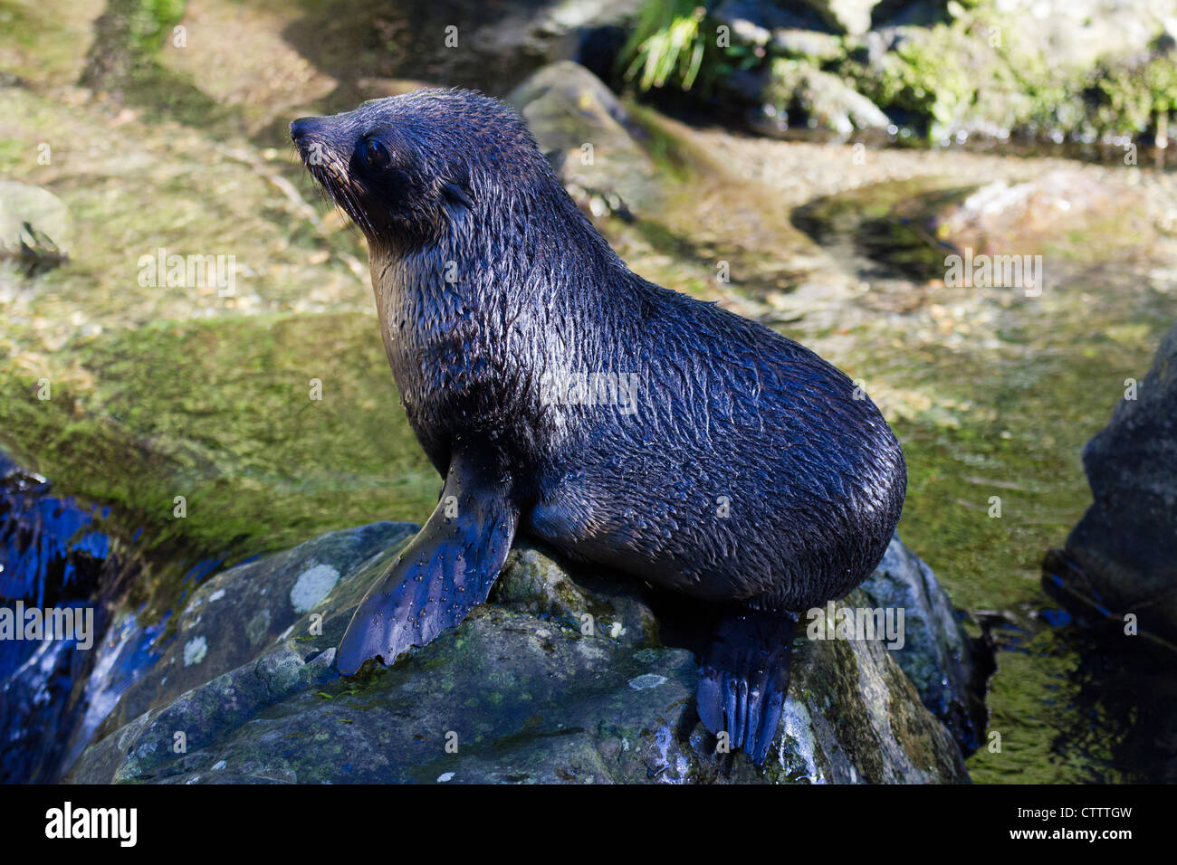 Juvenile seals, birthing grounds on the Pacific Coast near Oamaru, New ...