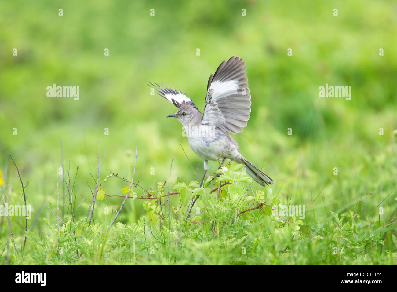 North american mockingbird hi-res stock photography and images - Alamy