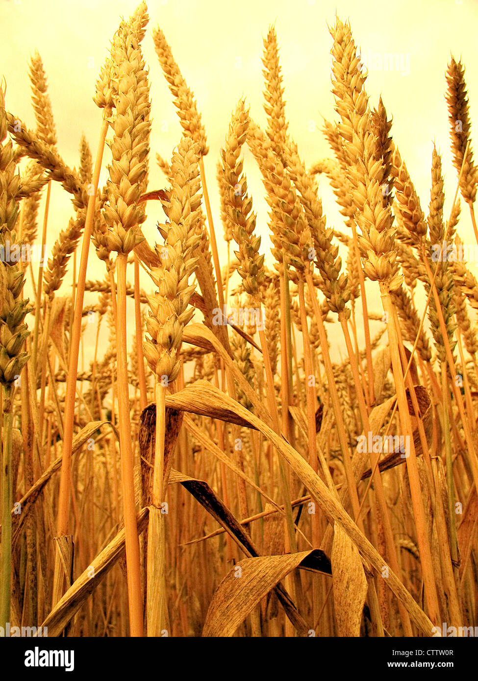 Durum wheat grain hi-res stock photography and images - Alamy