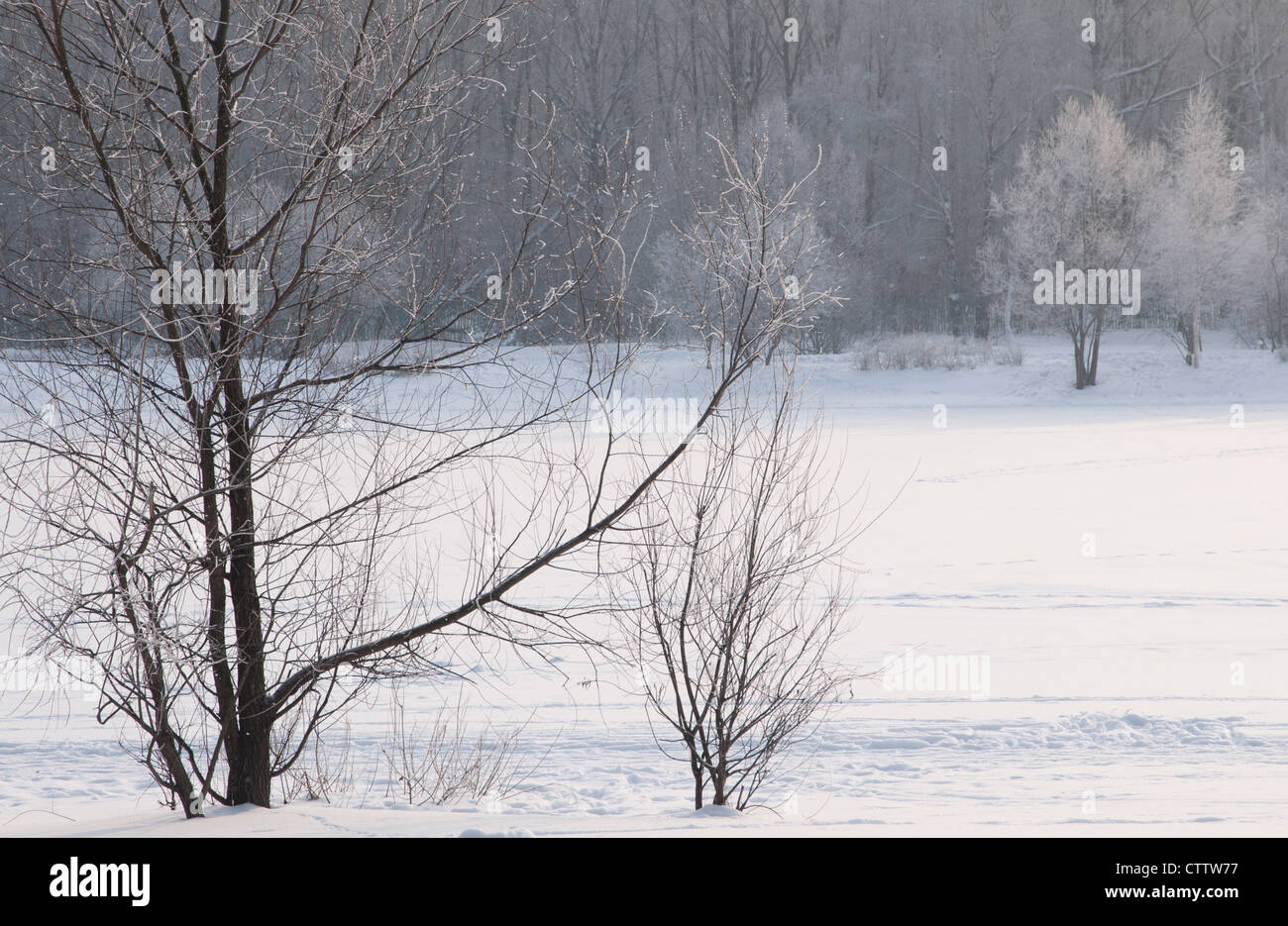 The winter lanscape of Sokolniki park in Moscow, Russia Stock Photo - Alamy