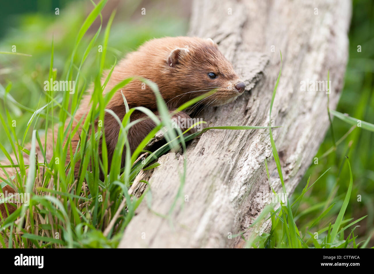 Neovison hi-res stock photography and images - Alamy