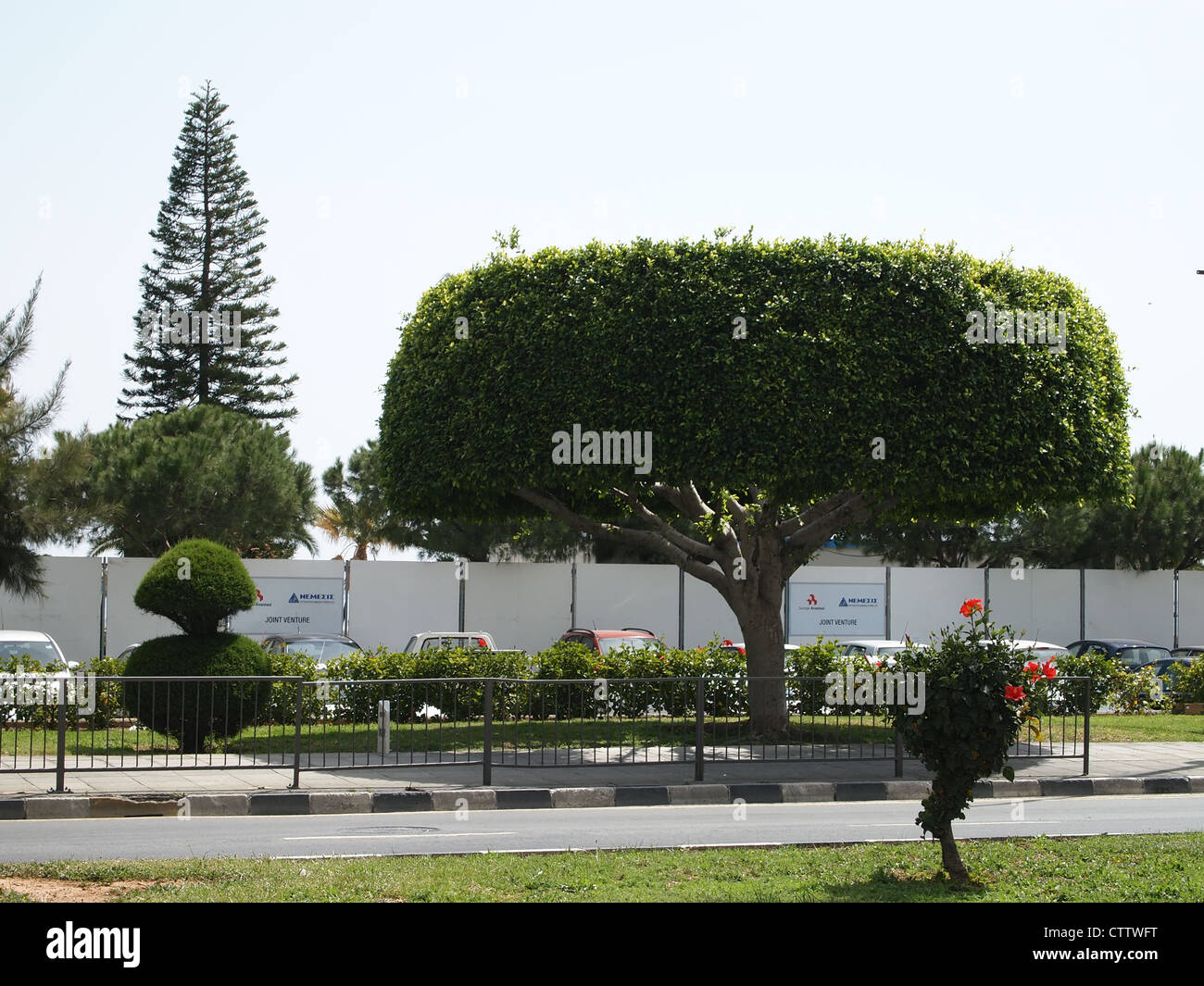 A tree in a park Stock Photo - Alamy