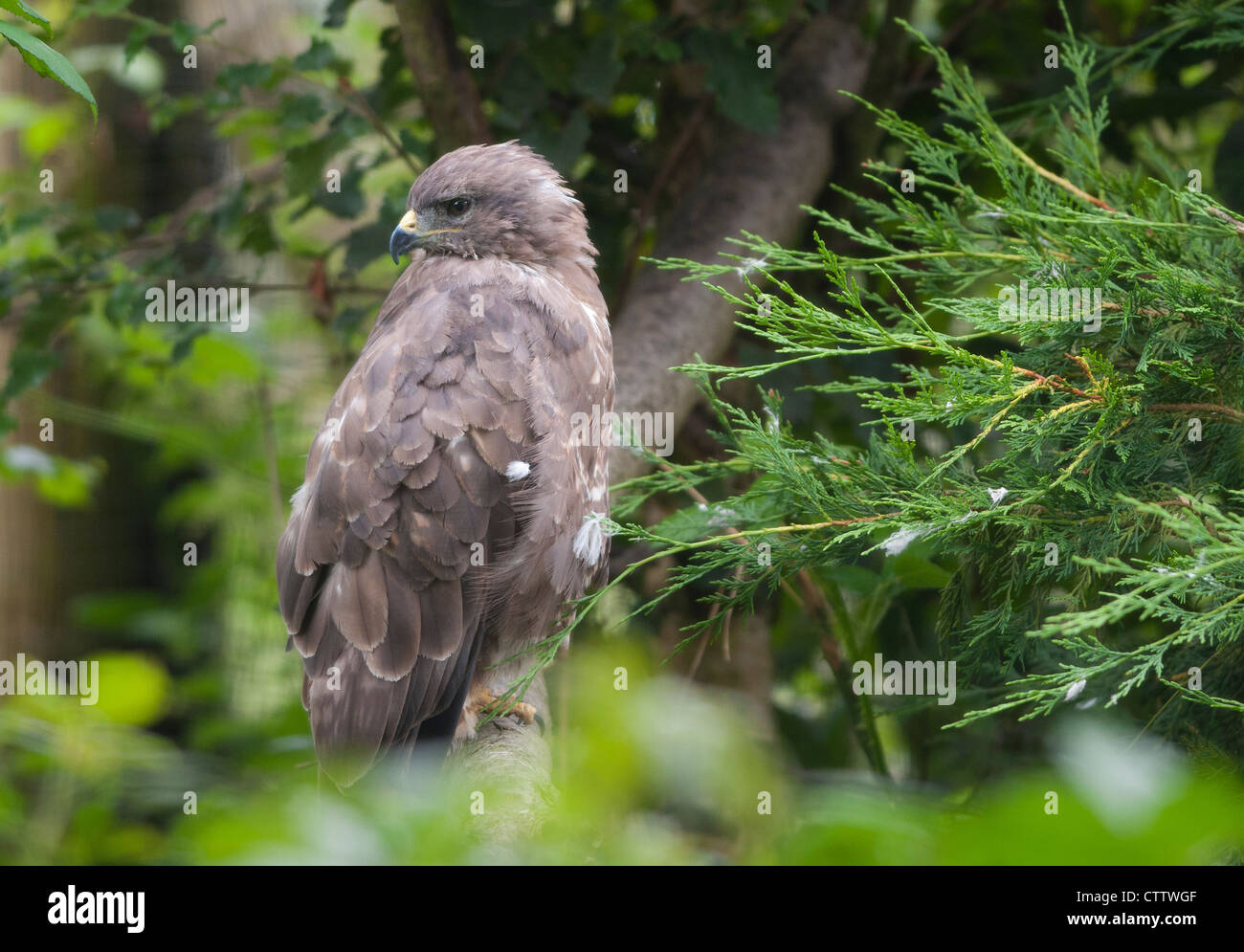 Buzzard tree hi-res stock photography and images - Alamy