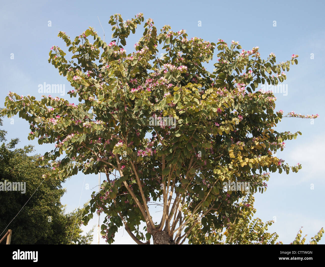 An interesting tree Stock Photo - Alamy