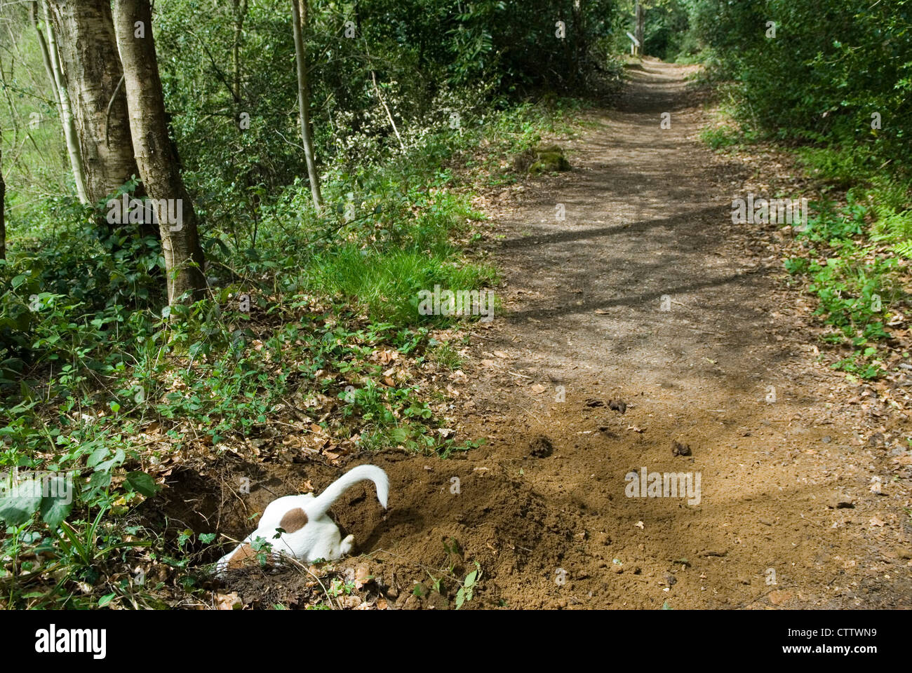 Jack russel terrier dig hi-res stock photography and images - Alamy
