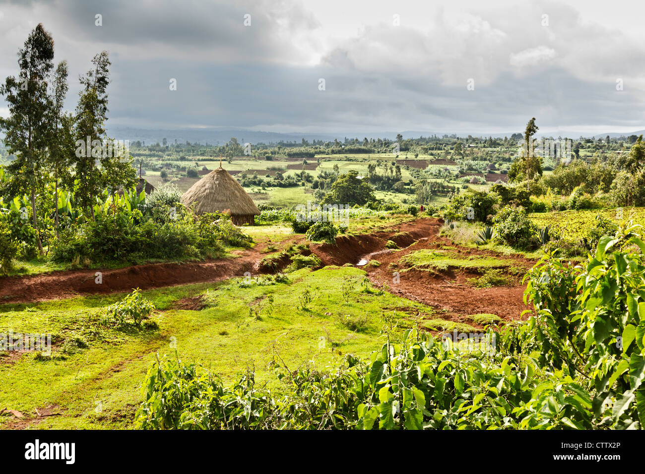 A rural lanscape in a small village with trees and shrubs in the ...