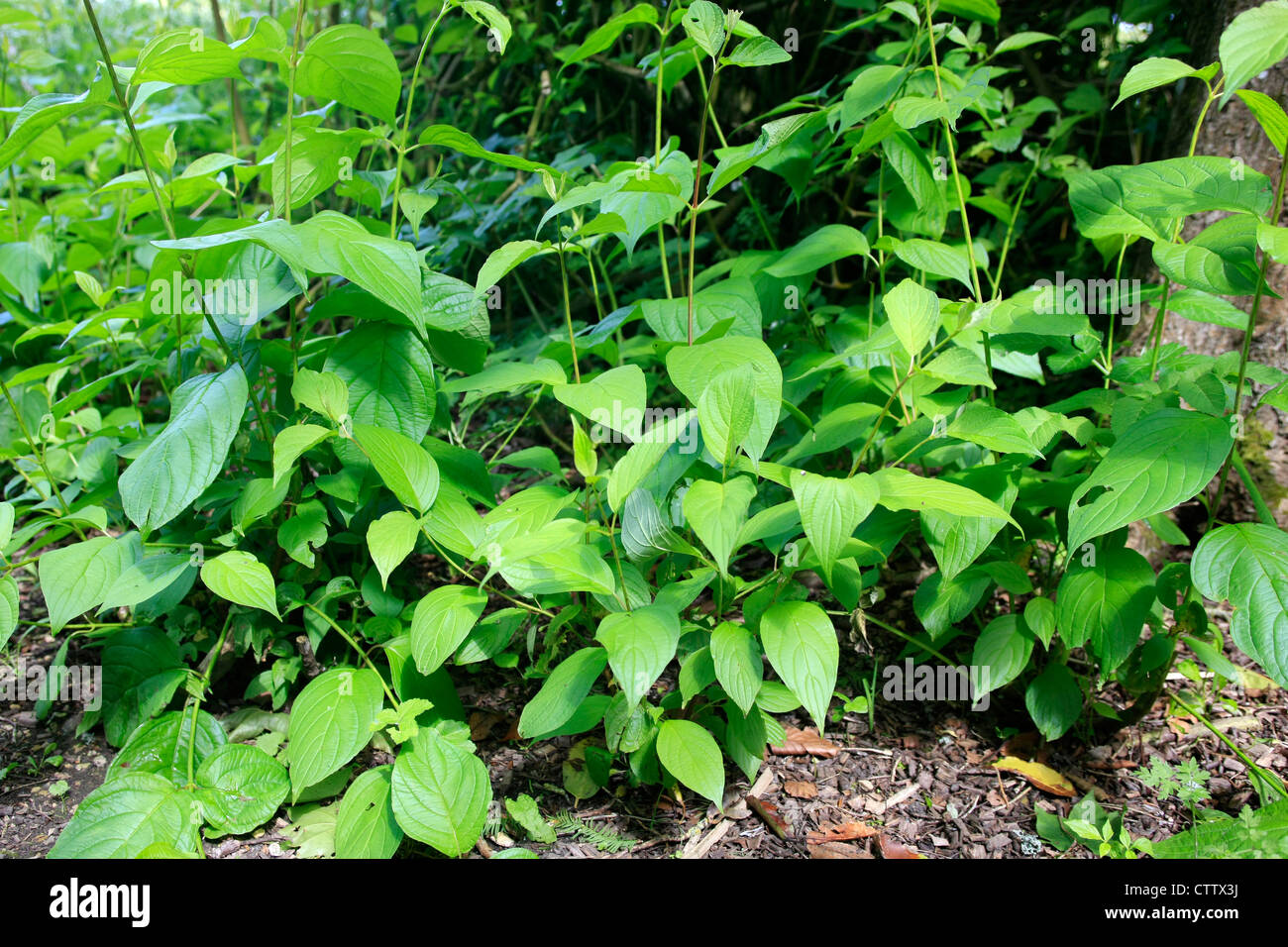 Japanese Knot Weed Stock Photo - Alamy