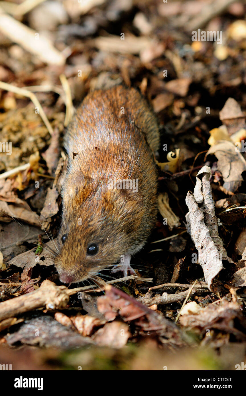 A harvest mouse UK Stock Photo - Alamy