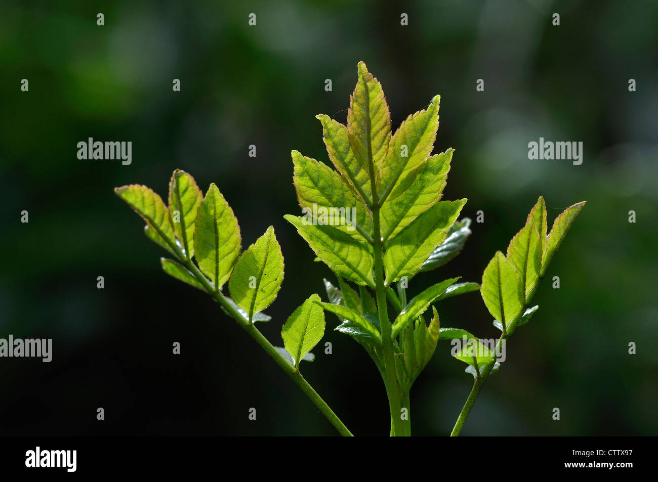 Ash tree leaves in Spring UK Stock Photo - Alamy