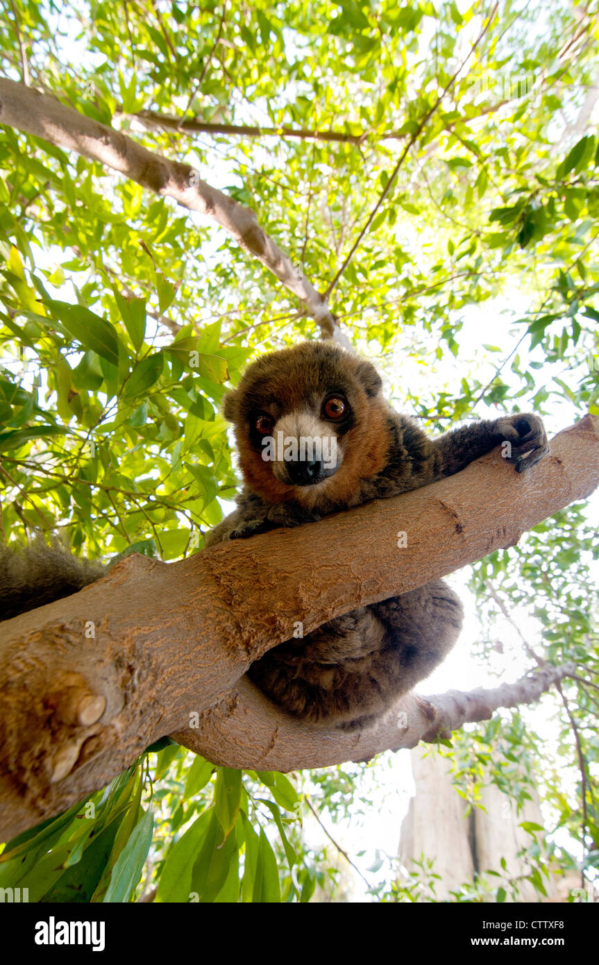 A mongoose lemur on a tree Stock Photo - Alamy