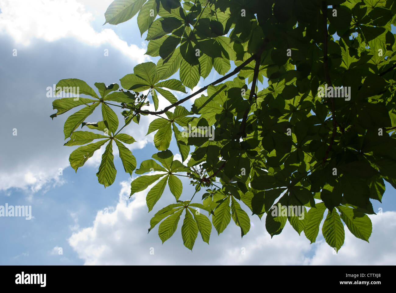 Horse chestnut tree leaves hi-res stock photography and images - Alamy