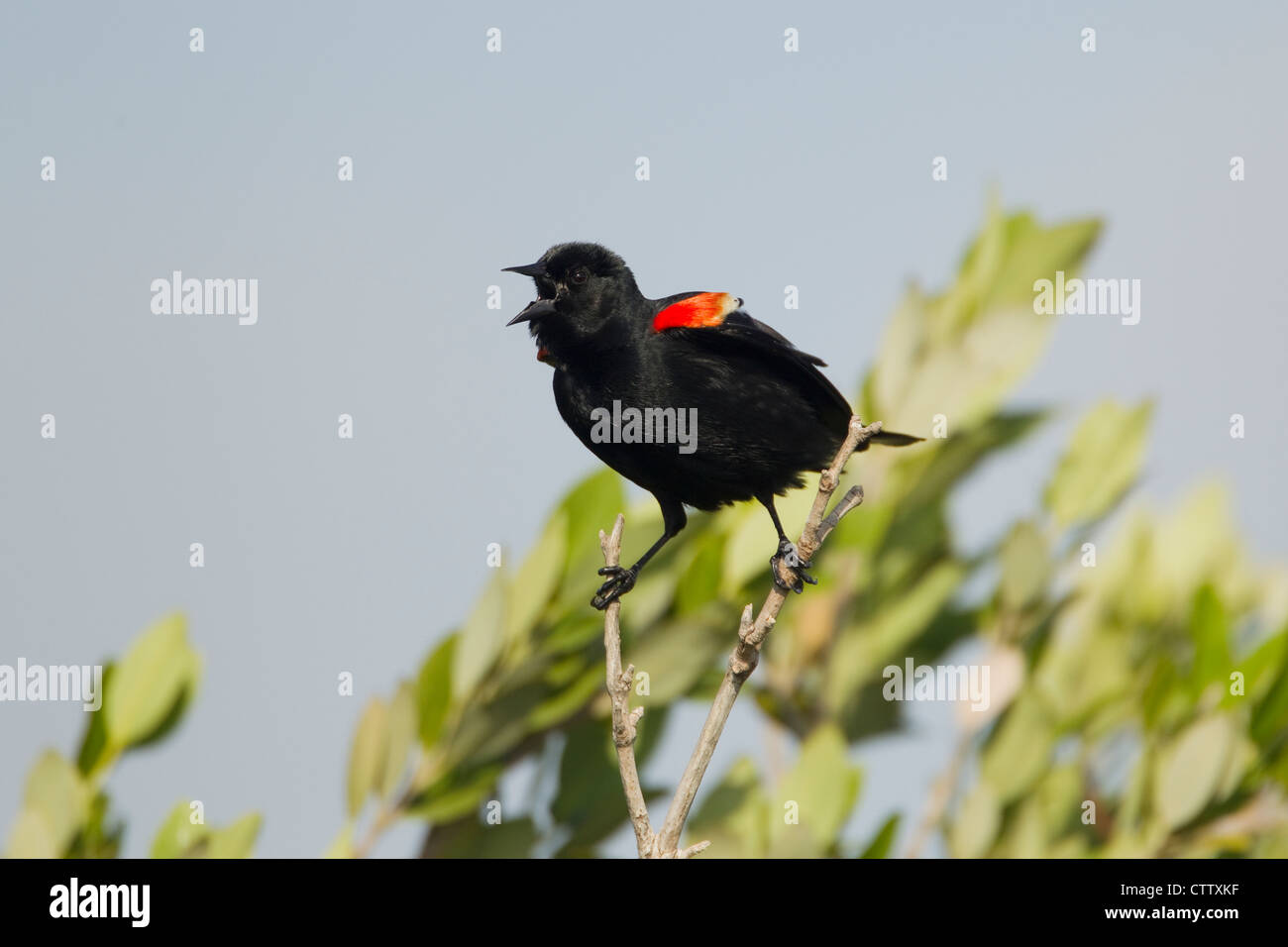 Icterid blackbird hi-res stock photography and images - Alamy