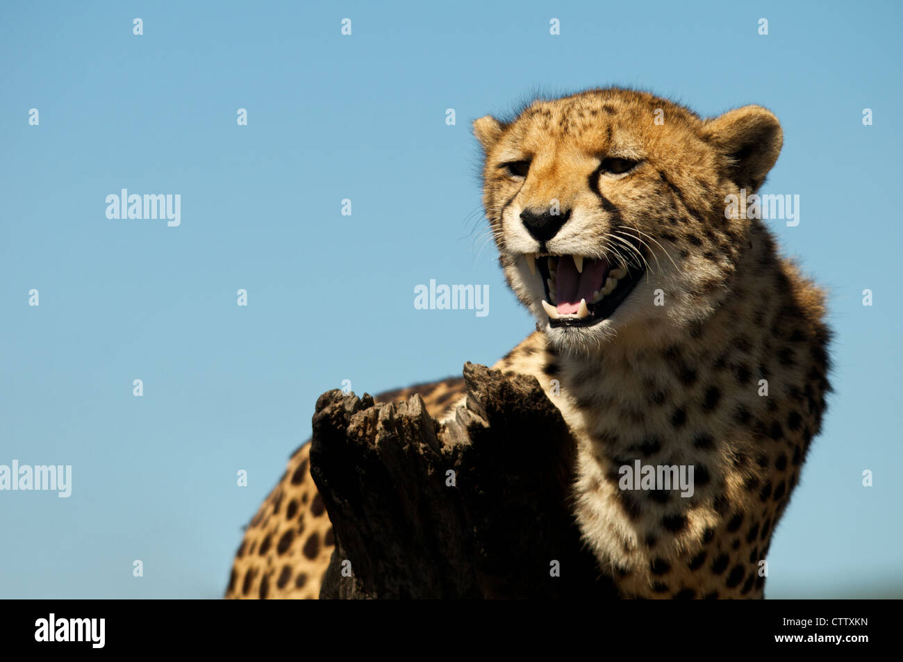 Cheetah Snarling High Resolution Stock Photography and Images - Alamy